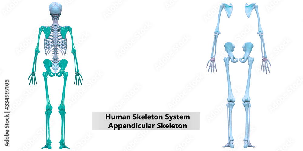 Human Skeleton System Appendicular Skeleton Anatomy Stock Illustration ...