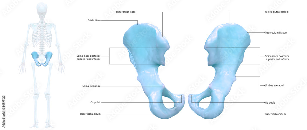 Human Skeleton System Hip Bone Joints Described with Labels Anatomy ...