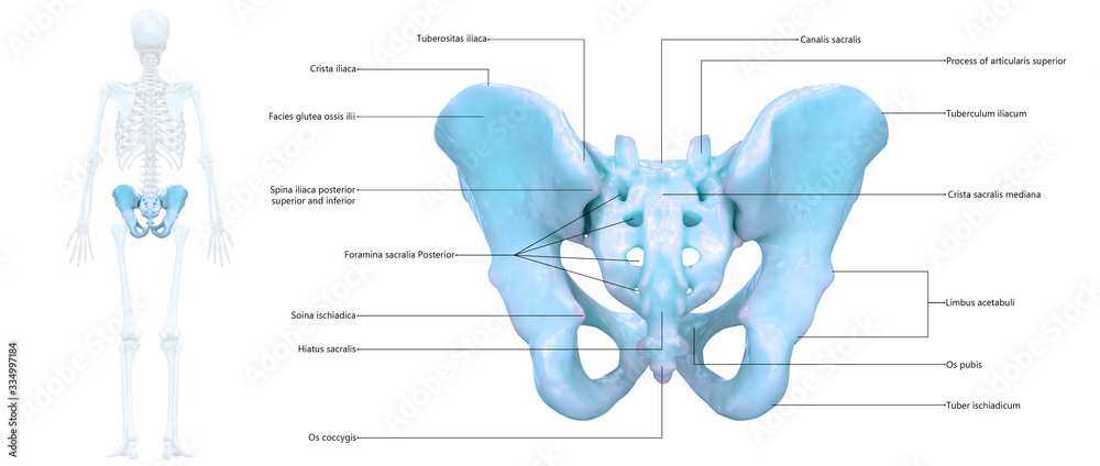 Human Skeleton System Pelvis Bone Joints Described with Labels Anatomy ...