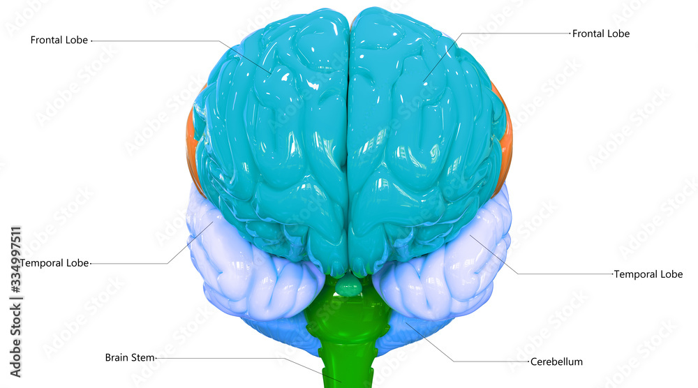 Central Organ of Human Nervous System Brain Lobes Anatomy Stock ...