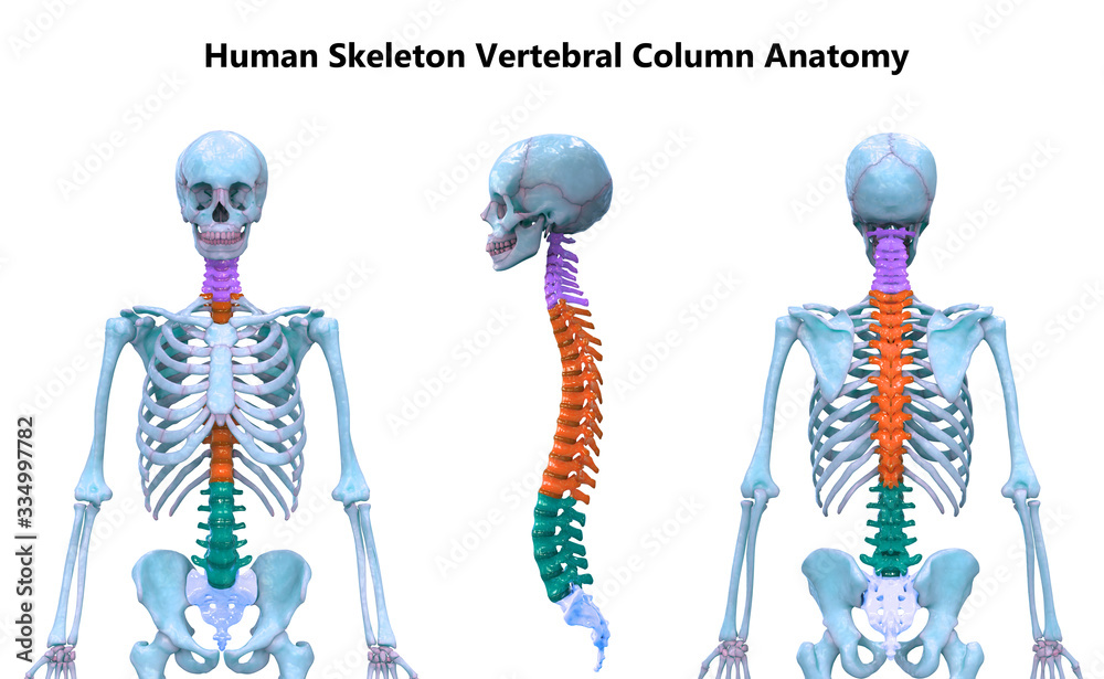 Vertebral Column of Human Skeleton System Anatomy Stock Illustration ...