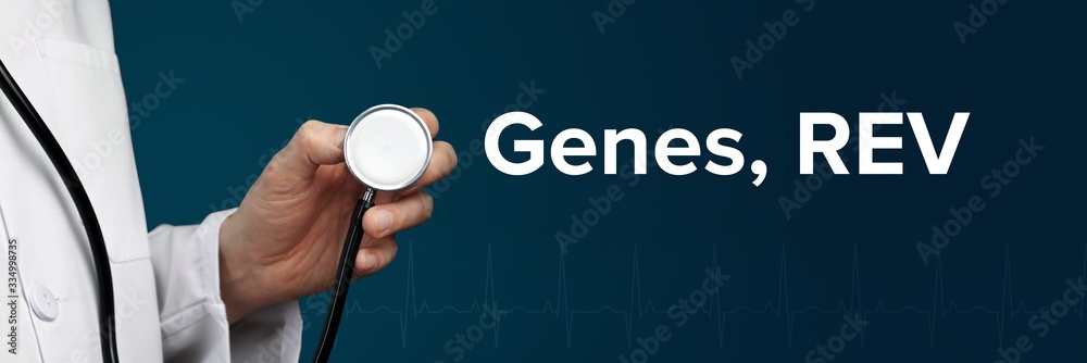 Genes, REV. Doctor in smock holds stethoscope. The word Genes, REV is ...