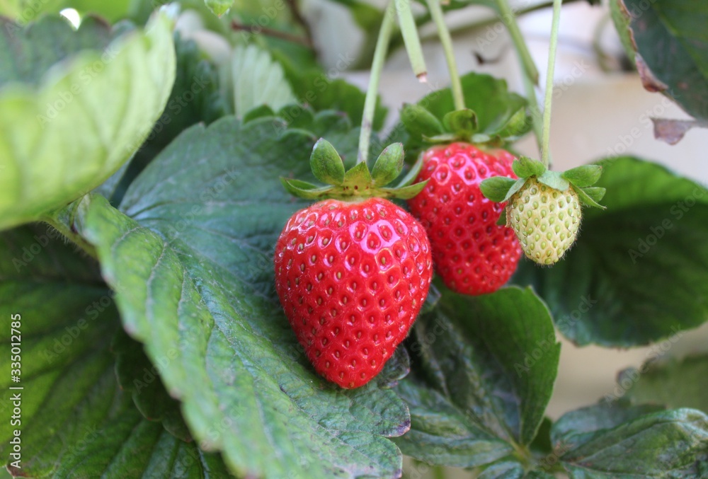 stawberry Stock Photo | Adobe Stock