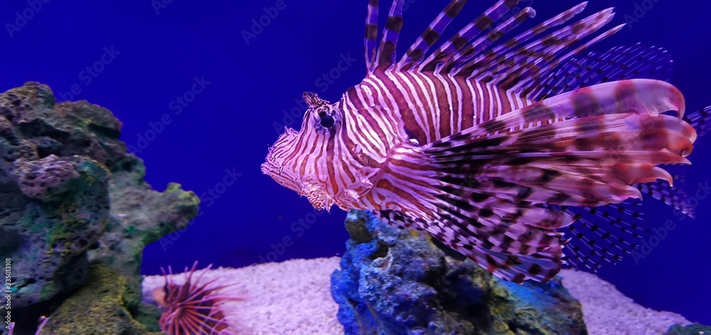 Marine organism fish Benthos Tropical marine life Animal Stock Photo ...