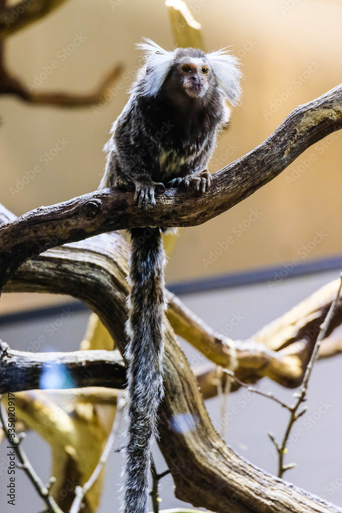Common marmoset sitting on the tree branch, driftwood branch. Small monkey playing on the trees ...