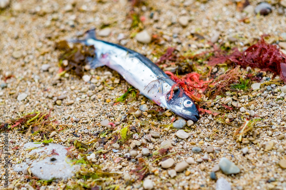 Caplin (Mallotus Villosus)Small Forage Fish of the Smelt Family Dead ...