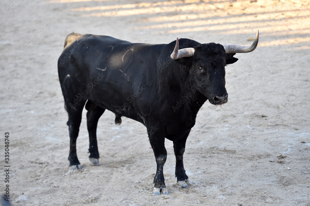 toro español con grandes cuernos en un tradicional espectáculo de toreo ...