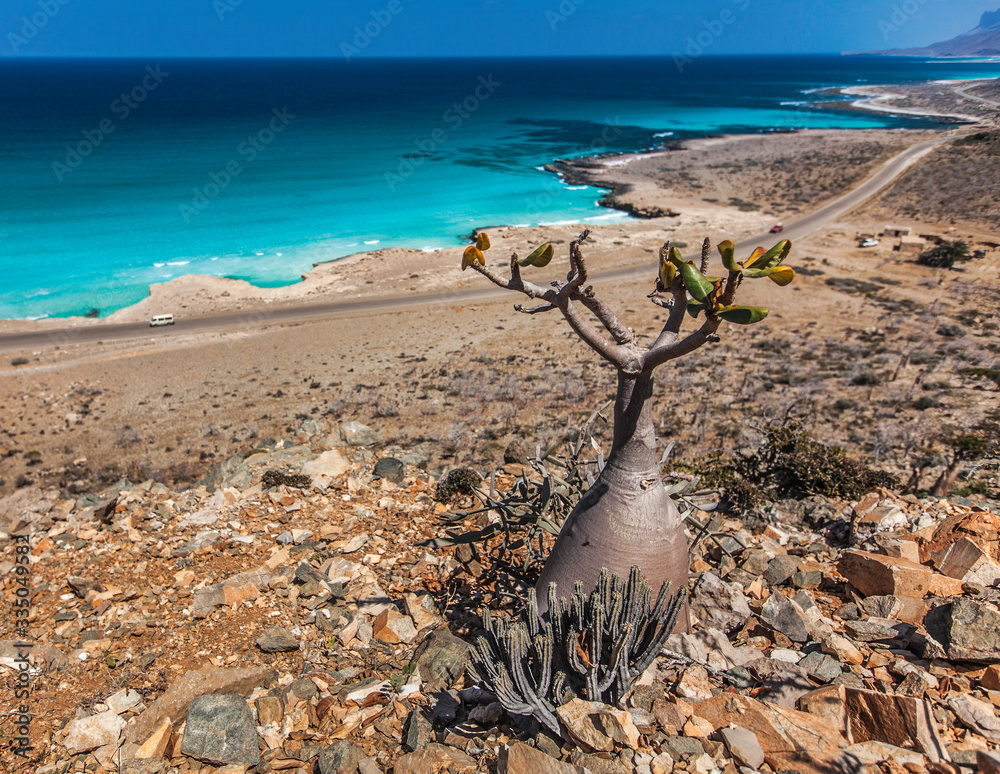Bottle tree - adenium obesum - endemic tree of Socotra Island Stock ...