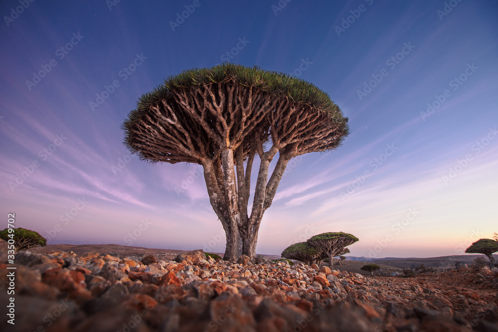 Foto De Dragon Blood Tree In The Dragon Blood Trees Forest In The foto-de-dragon-blood-tree-in-the-dragon-blood-trees-forest-in-the