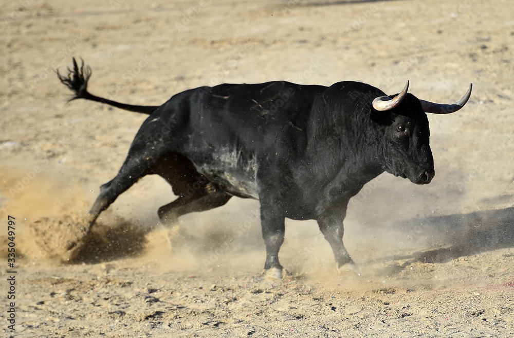 Foto de un toro bravo español con grandes cuernos en una plaza de toros ...