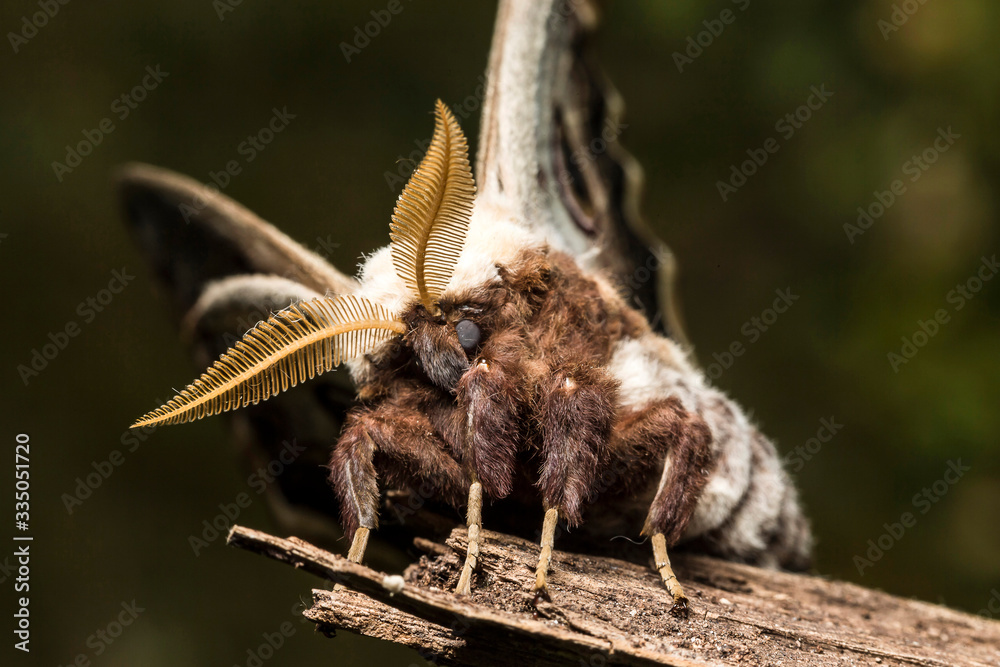 Papillon,Le grand paon de nuit,Saturnia pyri,Saturniidae Stock Photo ...
