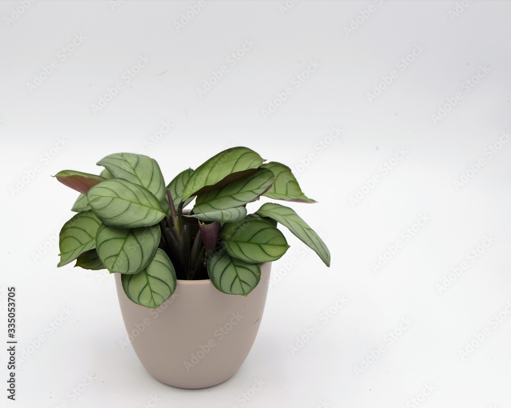 Ctenanthe burle-Marxii, fishbone prayer plant, isolated at a light grey ...