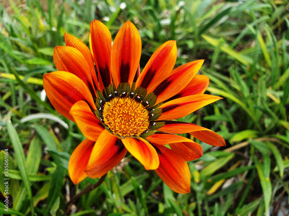 Variegated, orange flower Gazania rigens on the background of green ...