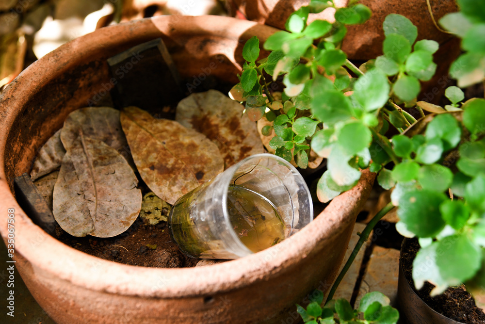 Stagnant Water Dengue