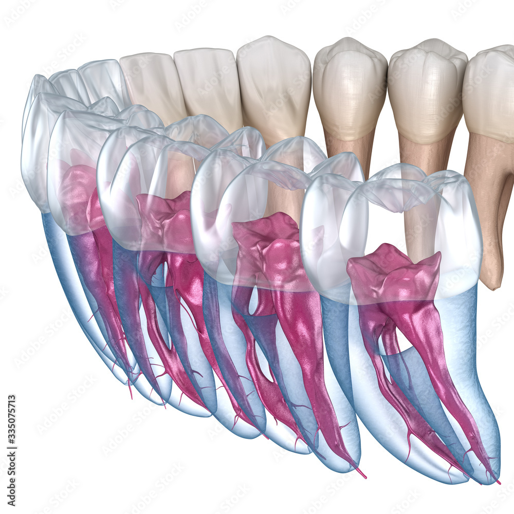 Dental root anatomy, Xray view. Medically accurate dental 3D ...