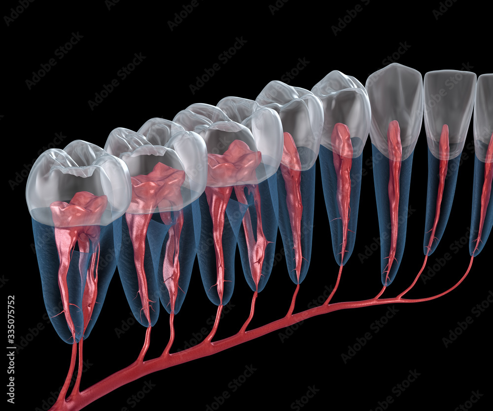 Dental root anatomy, Xray view. Medically accurate dental 3D ...