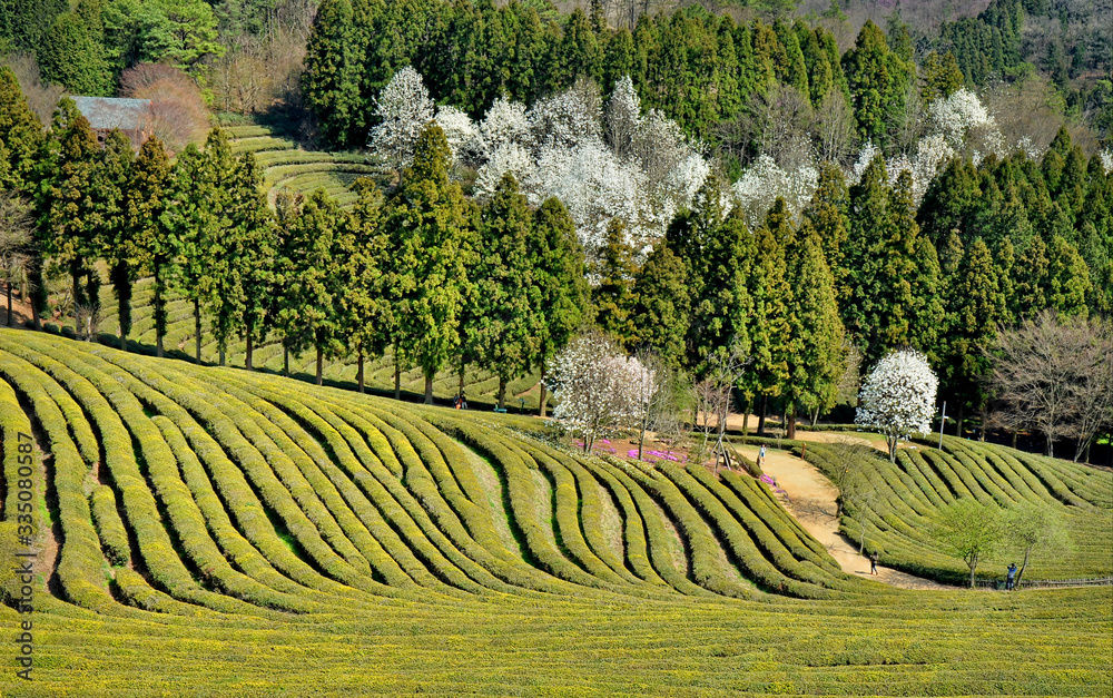 Boseong Green Tea fields. Special tea produced in Bodsung district in ...