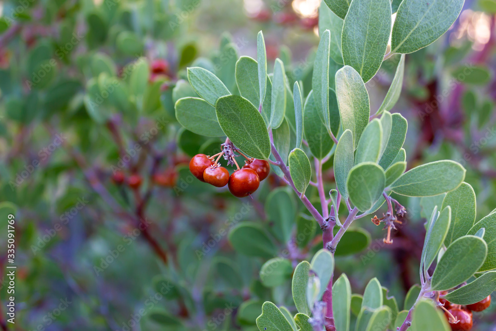 red berries desert green tree oasis landscape Red Rock Canyon National ...