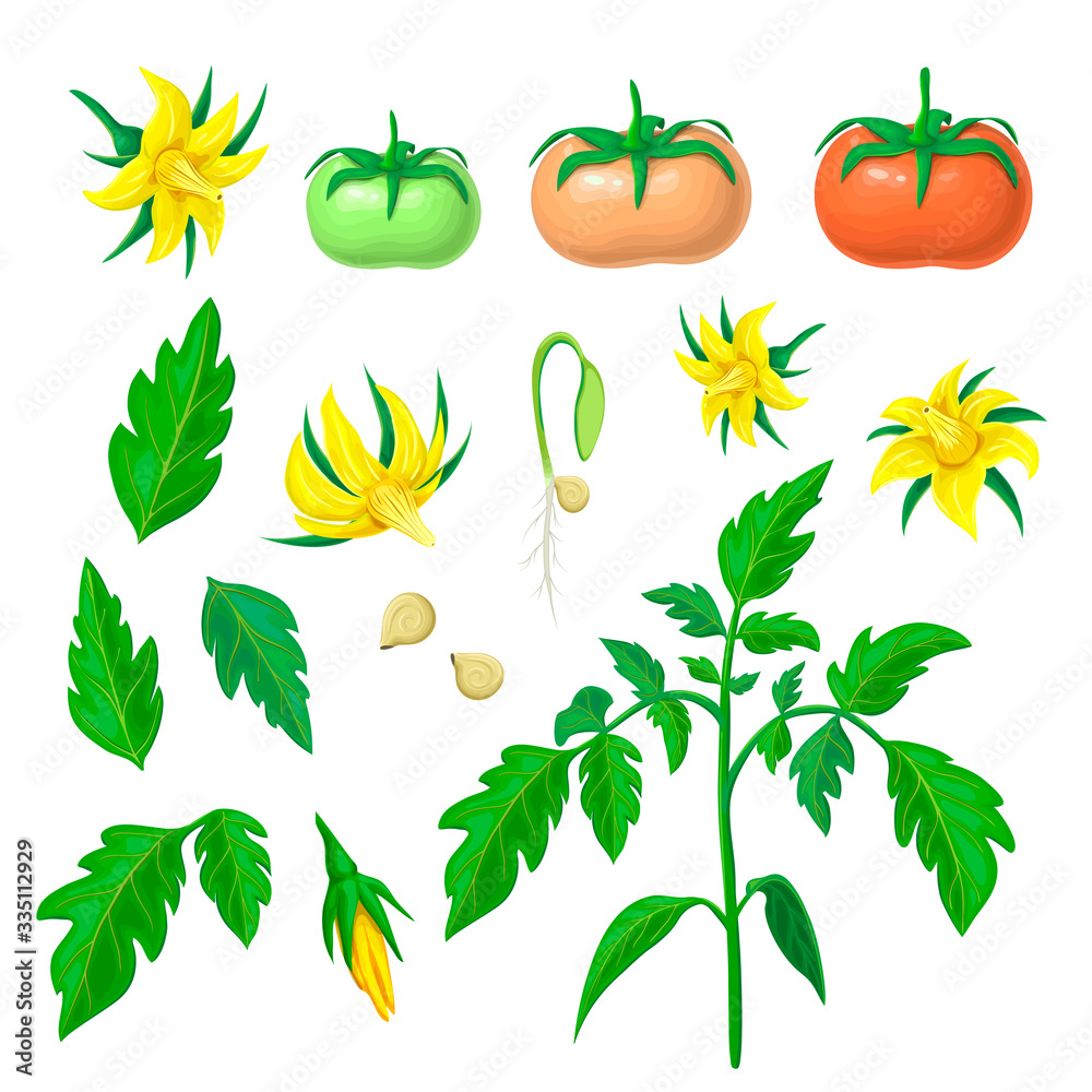 Morphology of healthy tomato plant. parts of tomatoes plant set. tomato ...
