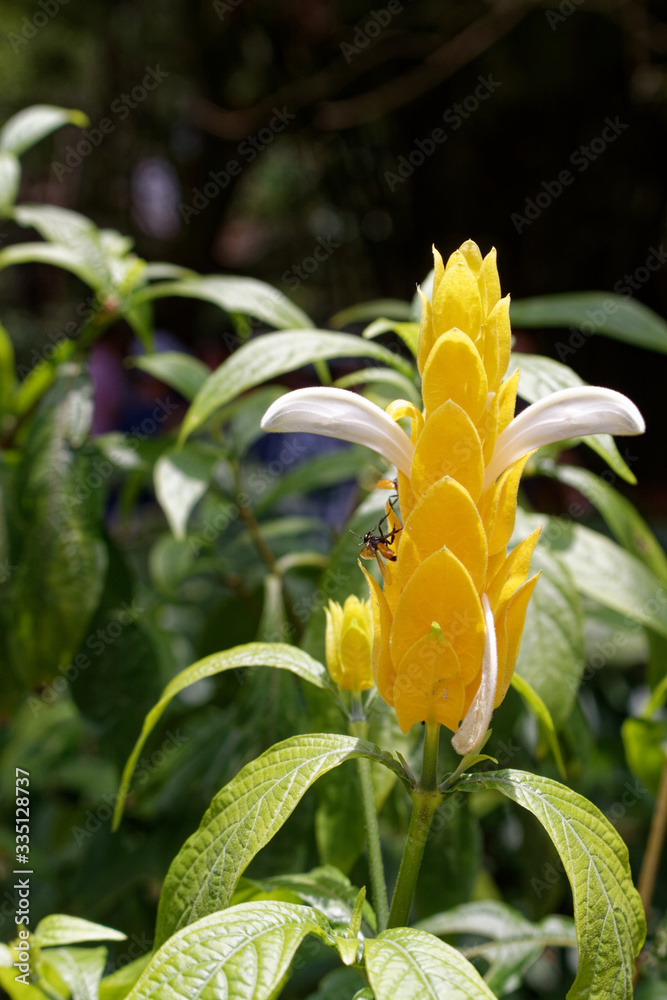 Lollipop plant Pachystachys lutea and Stingless bees meliponines Stock ...