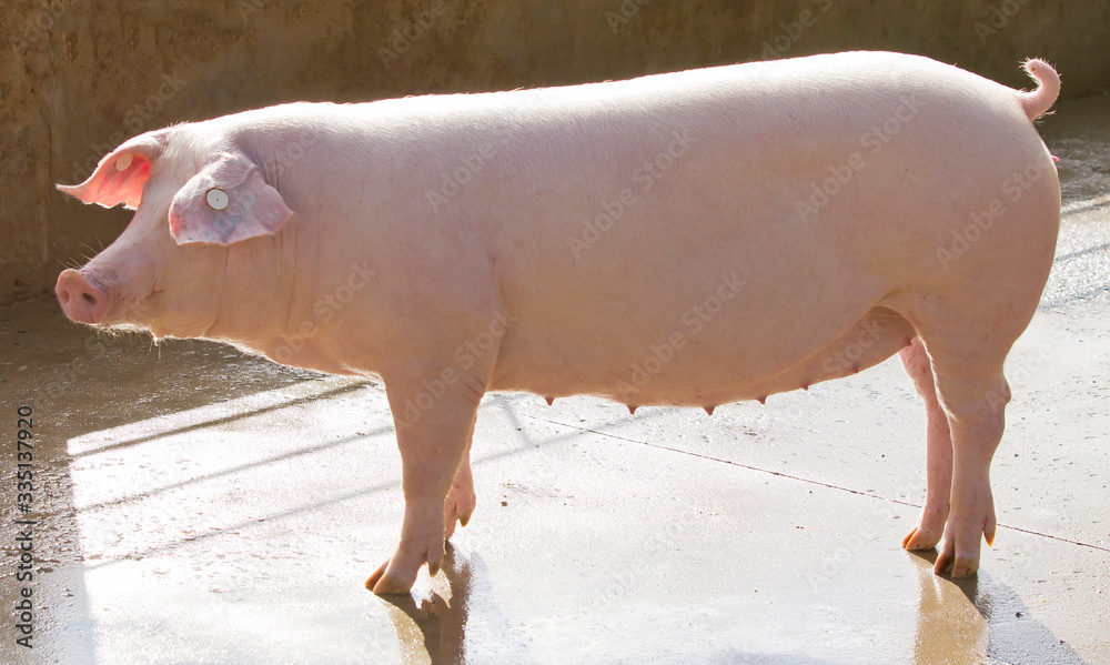 matriz suina porco agro Stock Photo | Adobe Stock