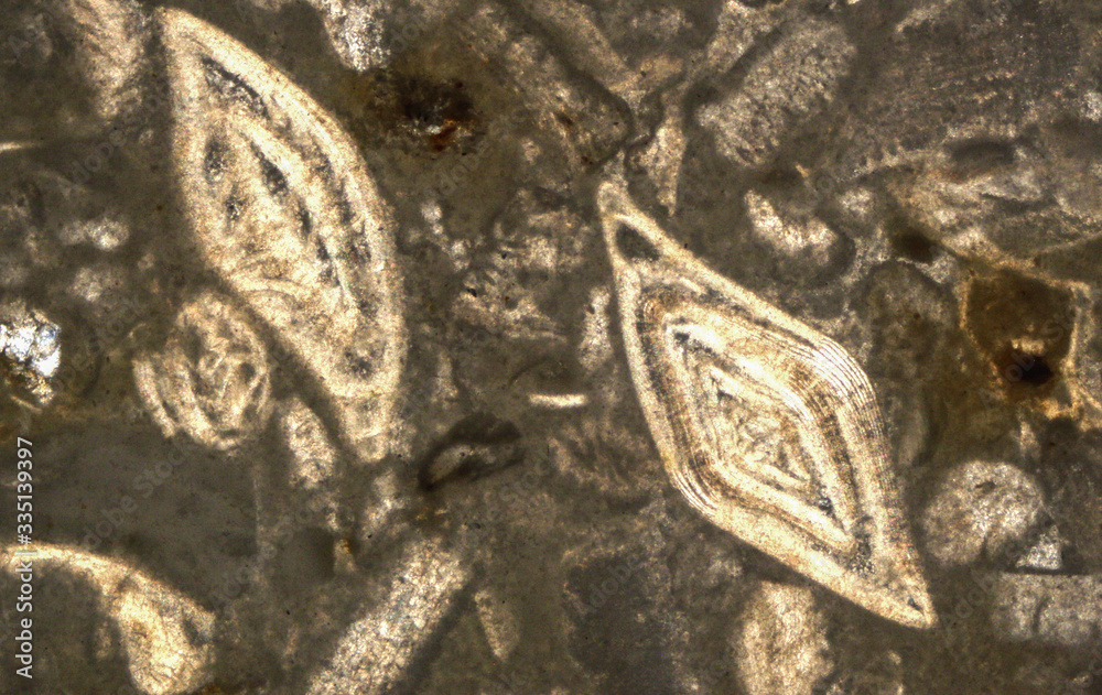 Thin section of a sedimentary rock whit fossils under microscope Stock ...