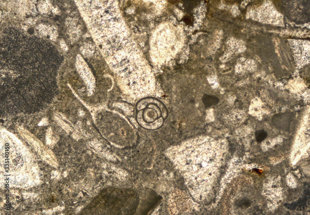 Microfossils in a thin section seen under a microscope Stock Photo ...