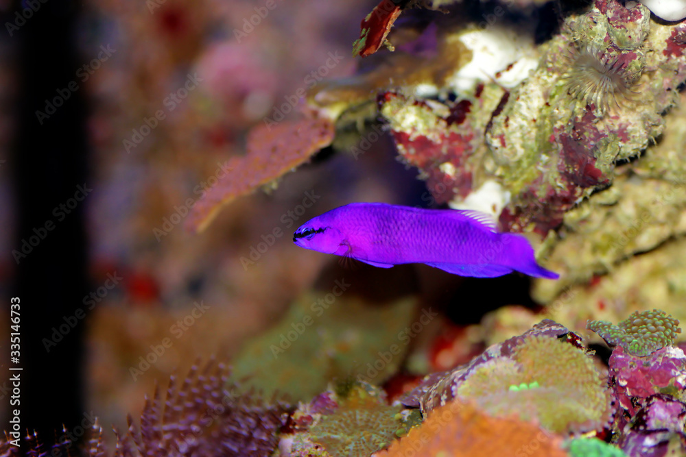 Orchid Dottyback