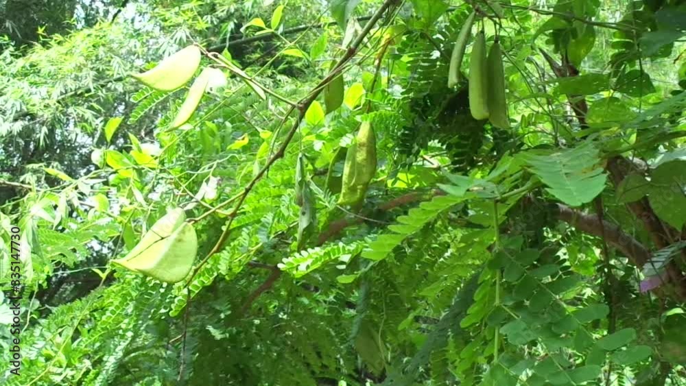 Biancaea sappan (Caesalpinia sappan L., sappanwood, secang, sepang ...