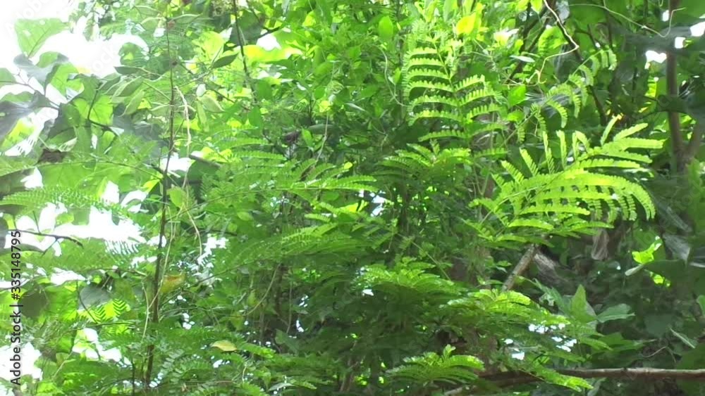 Biancaea sappan (Caesalpinia sappan L., sappanwood, secang, sepang ...