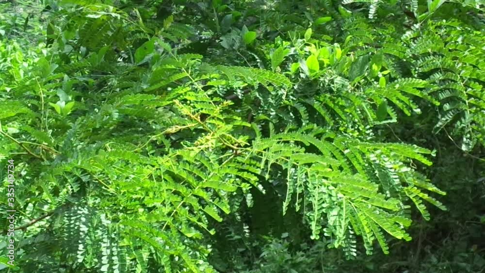 Biancaea sappan (Caesalpinia sappan L., sappanwood, secang, sepang ...