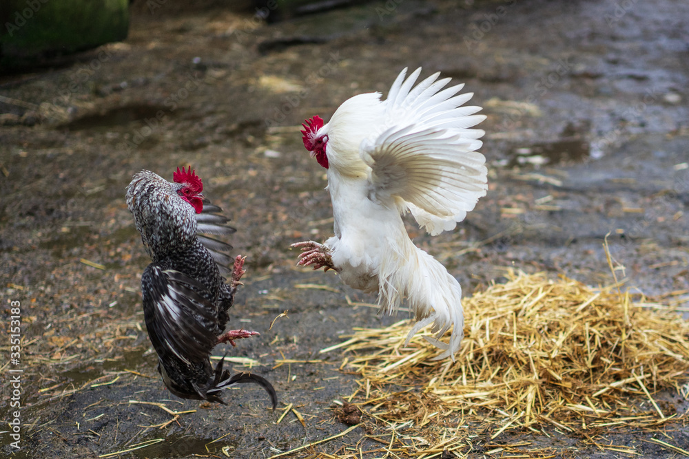 Rooster Fight Stock Photo | Adobe Stock