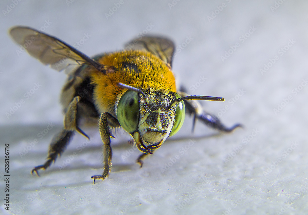 The blue banded bee is catching on the white board Stock Photo | Adobe ...