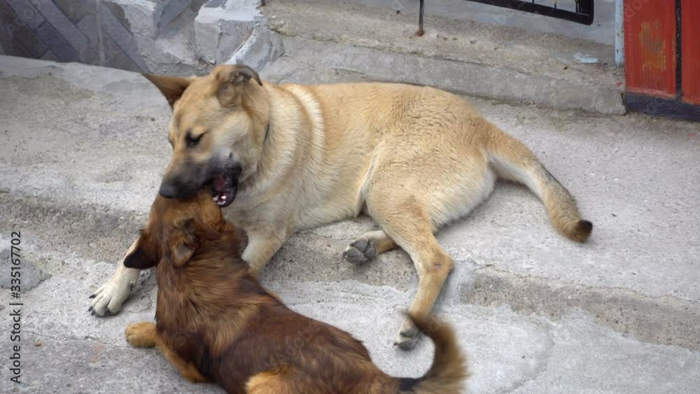 Aggressive dog attack. The dog looks aggressive, dangerous and may be ...