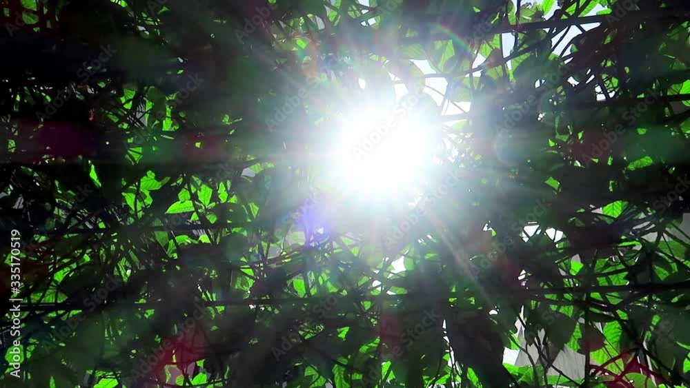 Tree leaves roof with sun light & flares shining through foliage under building, environment ...