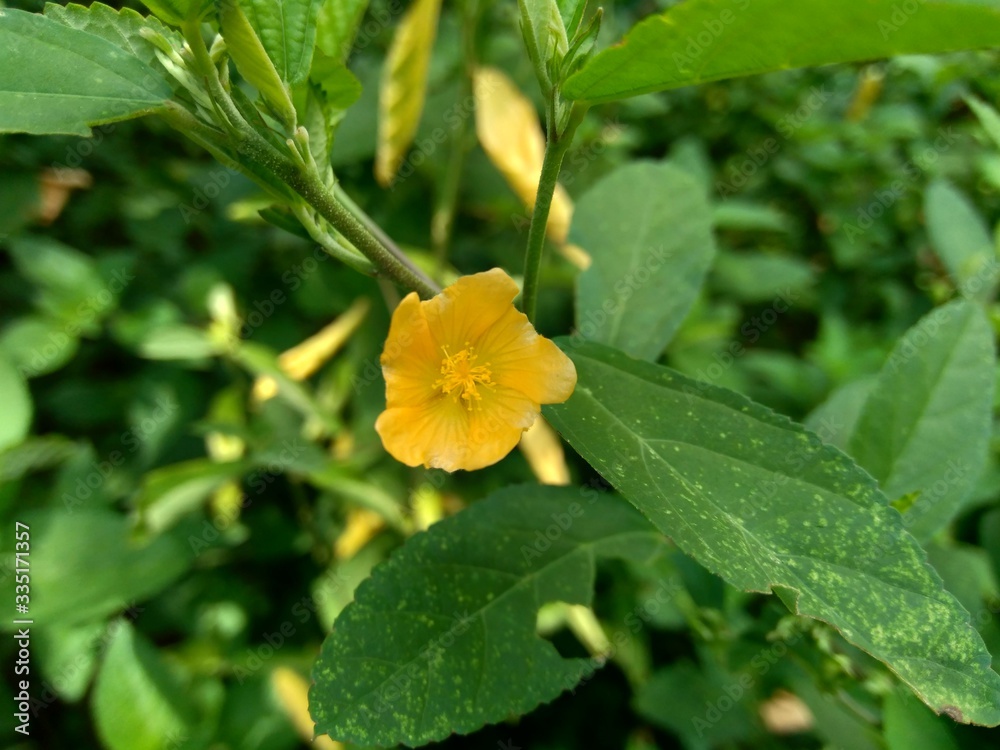 Sida rhombifolia (arrowleaf sida, Malva rhombifolia, rhombus-leaved ...