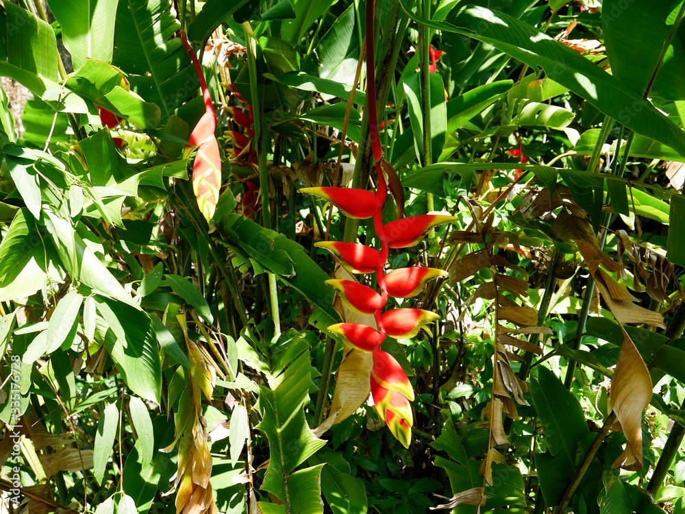 The color of helikonia is truly a curiosity of the plant world: a spike ...