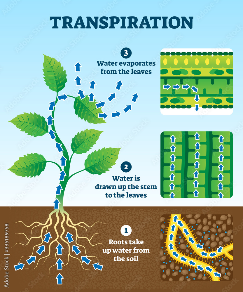Transpiration vector illustration. Labeled educational plant water ...