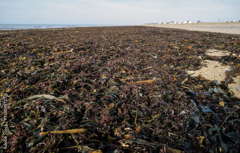 Pollution, Algue, Plage, Quiberon, 56, Morbihan, Bretagne Stock Photo | Adobe Stock
