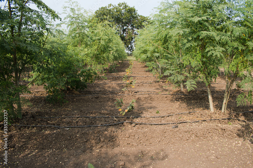 Drumstick (Moringa) crops inrercropping with young custard apple trees ...