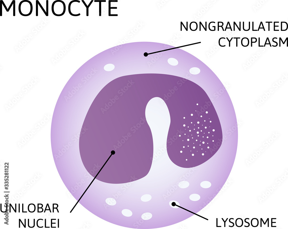 Monocytes, type of leukocyte, white blood cell. Stock Vector | Adobe Stock