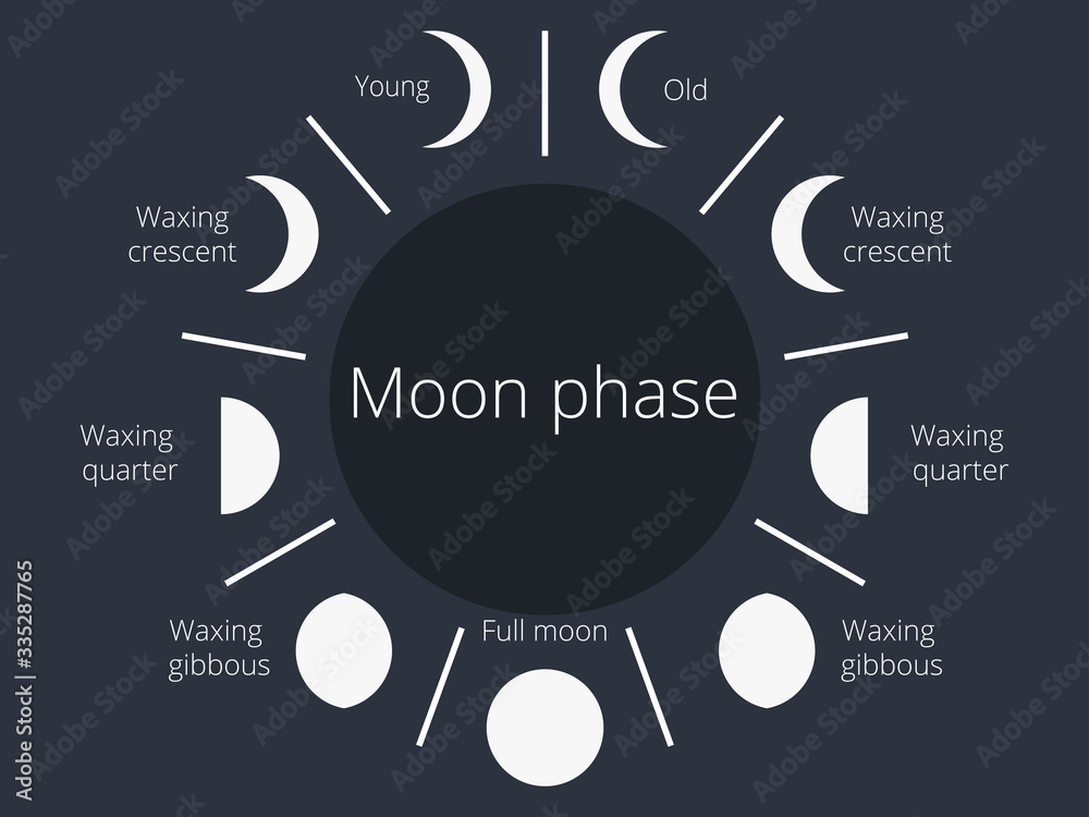 Moon phases. The whole cycle from the new moon to the full. Vector ...