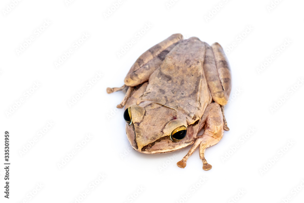 Image of Common tree frog, four-lined tree frog, golden tree frog ...