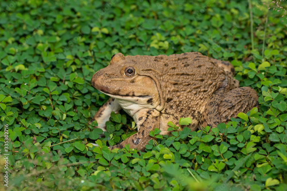 Image of Chinese edible frog, East Asian bullfrog, Taiwanese frog ...