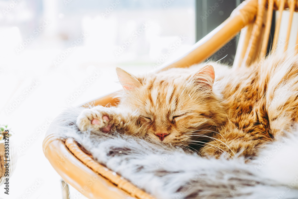 Chat angora roux en train de dormir sur un fauteuil moelleux Stock ...