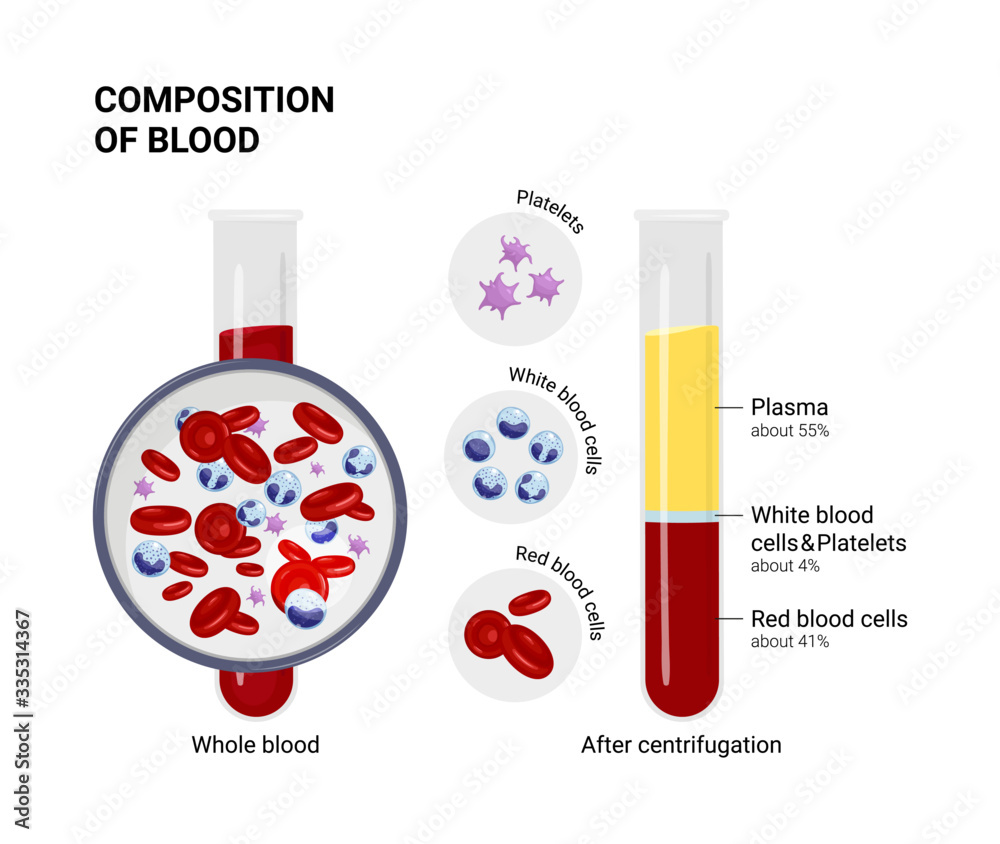 Vector diagram of blood composition. Educational illustration Stock ...