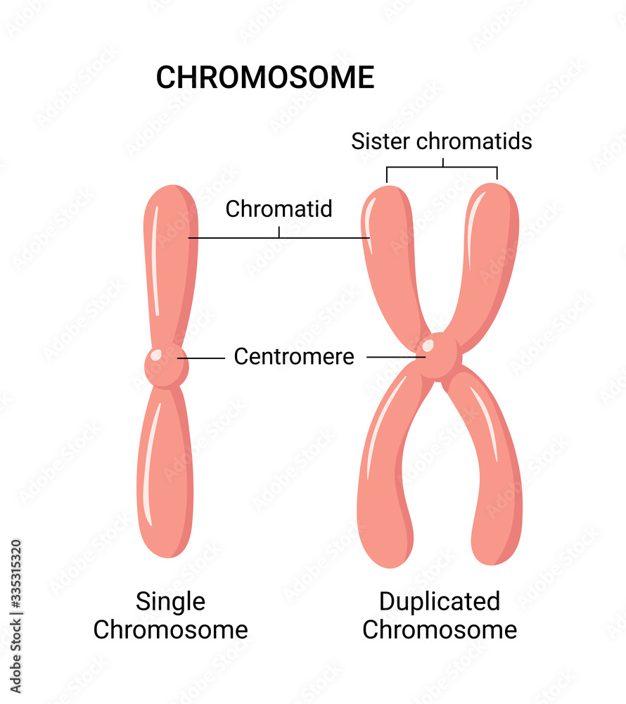 Vector illustration of chromosome structure Stock Vector | Adobe Stock