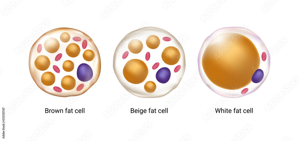Vector set of brown, beige and white fat cells. Illustration of adipose ...