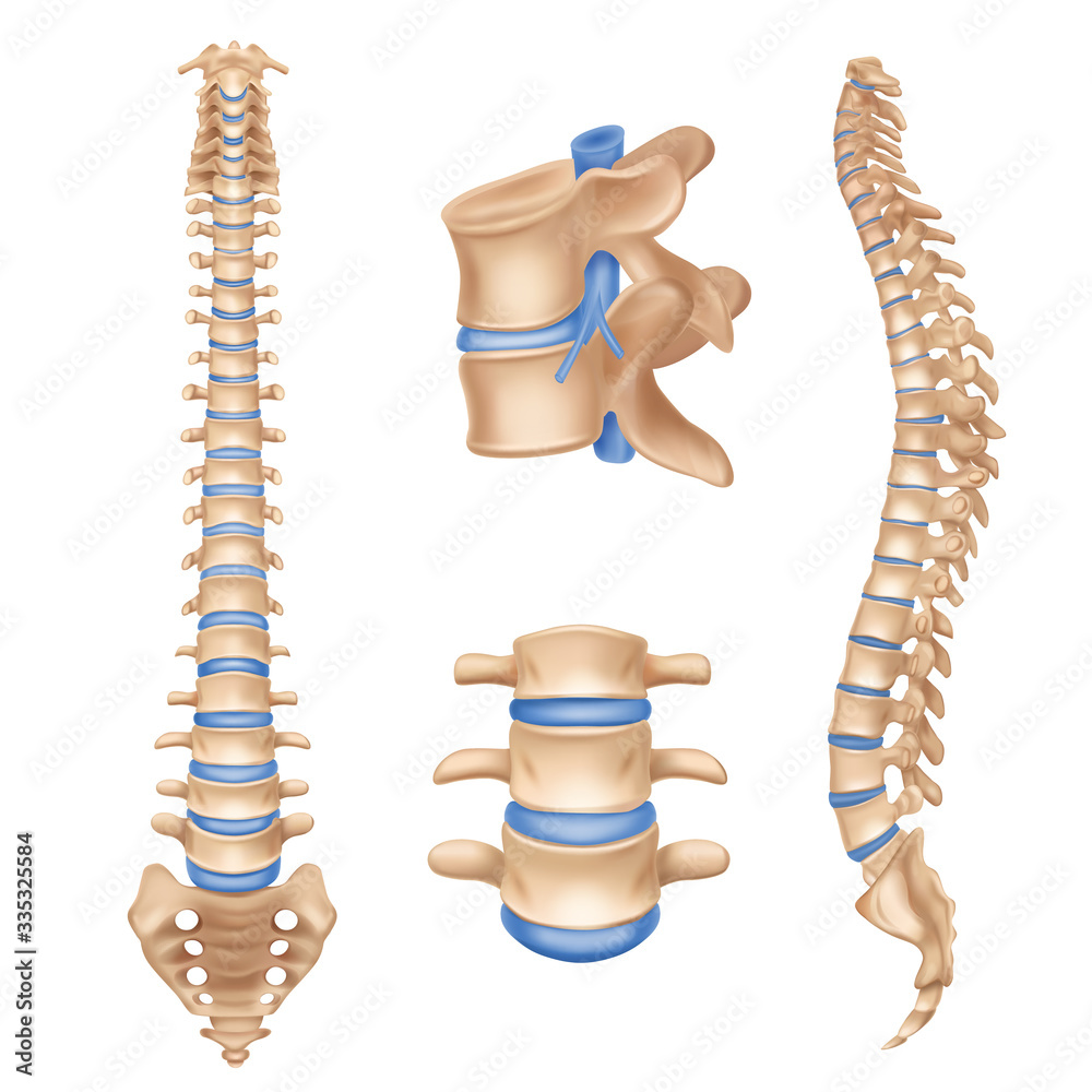 Spine Realistic Set Stock Vector | Adobe Stock