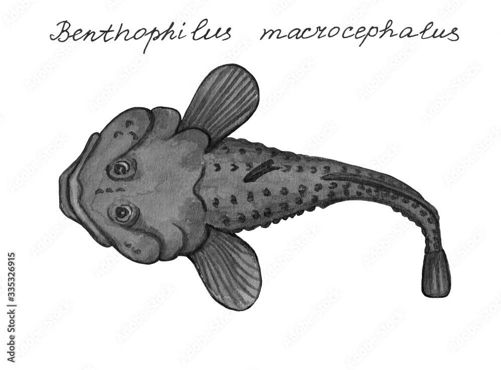 Caspian tadpole goby. Hand drawn black realistic illustration. Stock ...